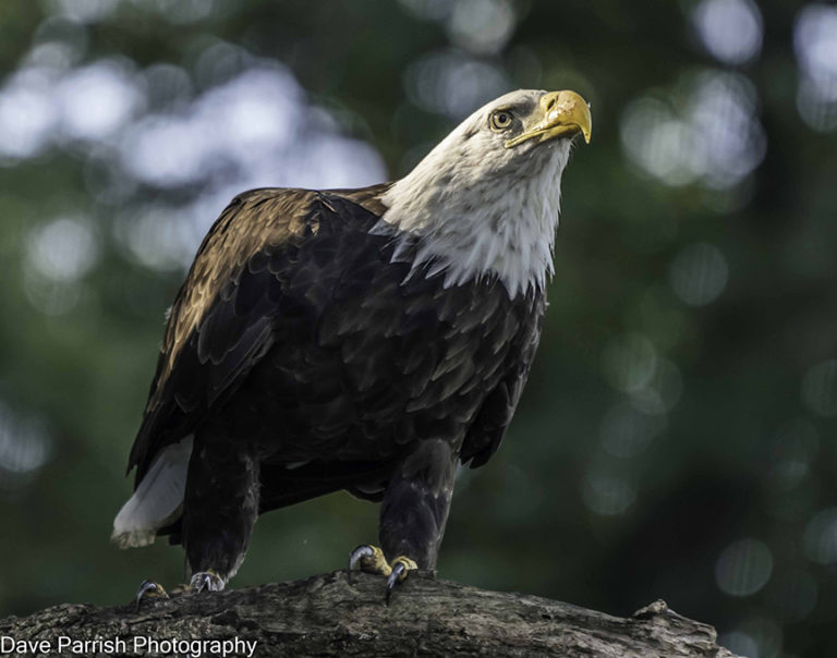 Using a High-Resolution Image File for High-Quality Prints and Photo ...